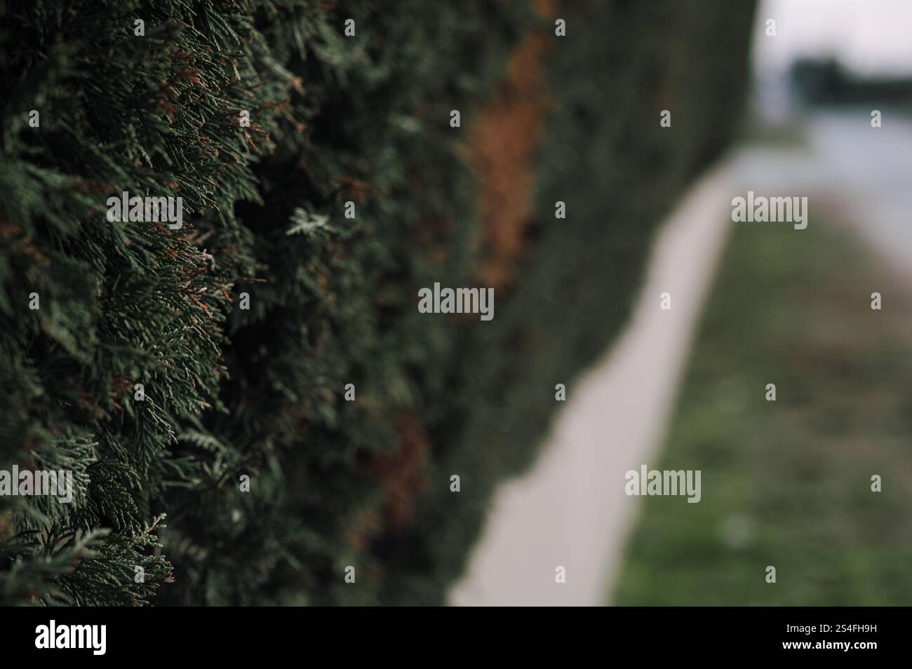 evergreen trees hedge Stock Photo - Alamy