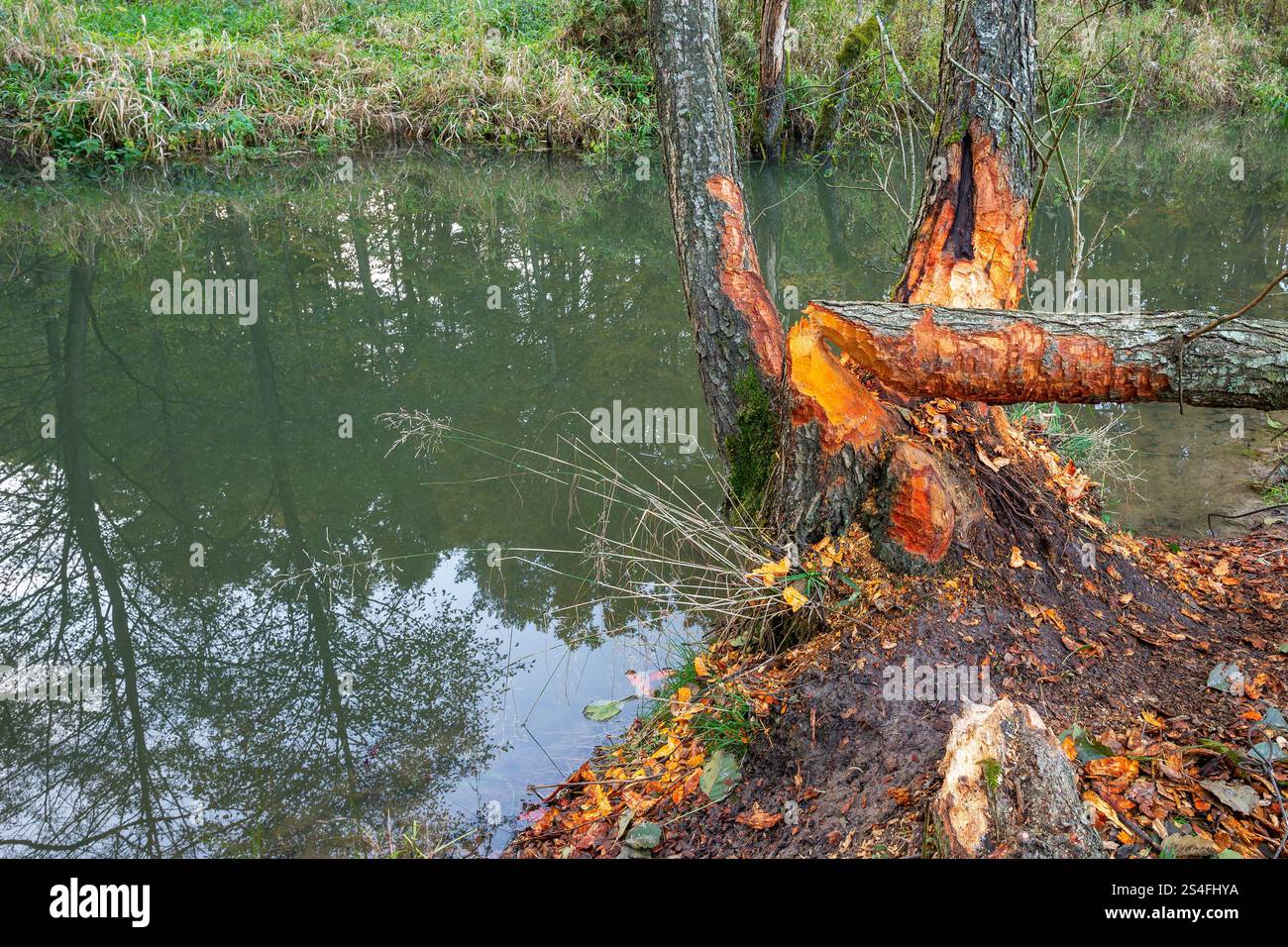 Fresh beaver chewing signs on the riverside trees Stock Photo - Alamy