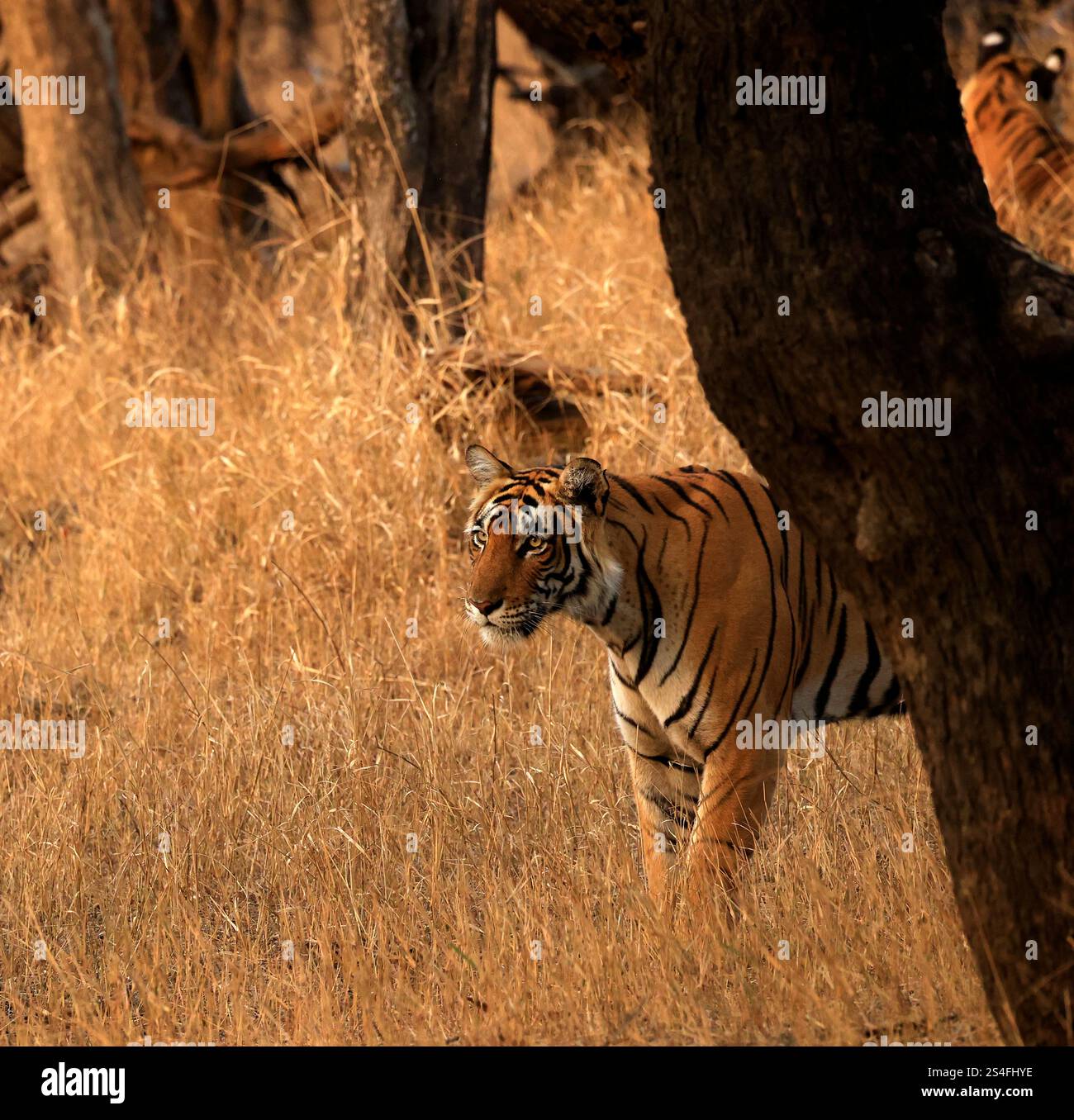 The magnificent Royal Bengal Tigers of India Stock Photo - Alamy