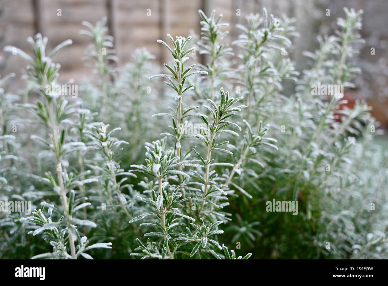 frosty scenes in london garden with lavender grass lawn and rosemary ...