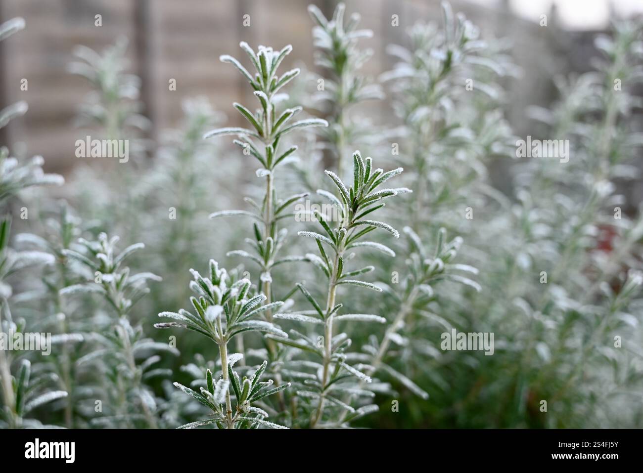 frosty scenes in london garden with lavender grass lawn and rosemary ...