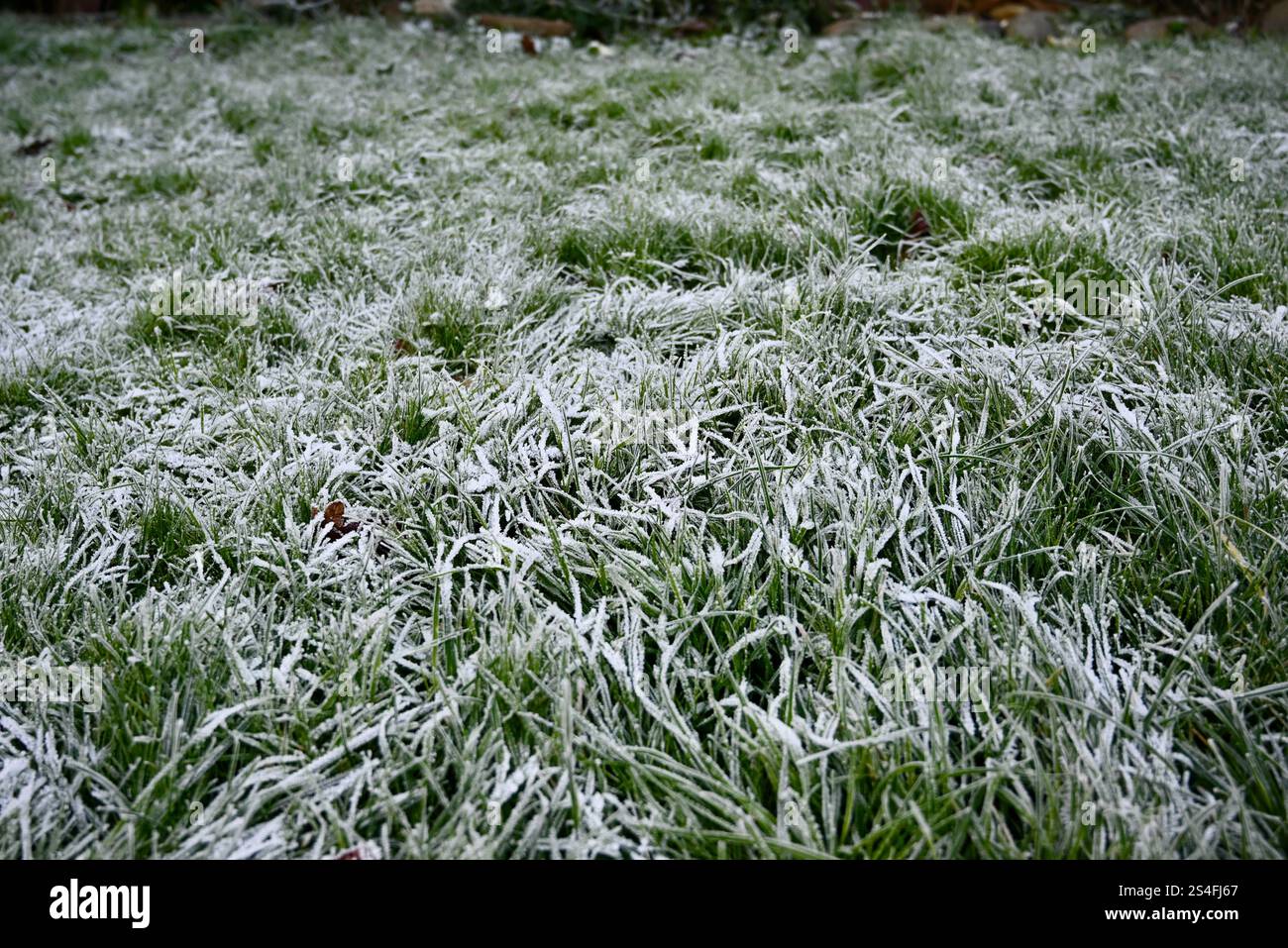 frosty scenes in london garden with lavender grass lawn and rosemary ...