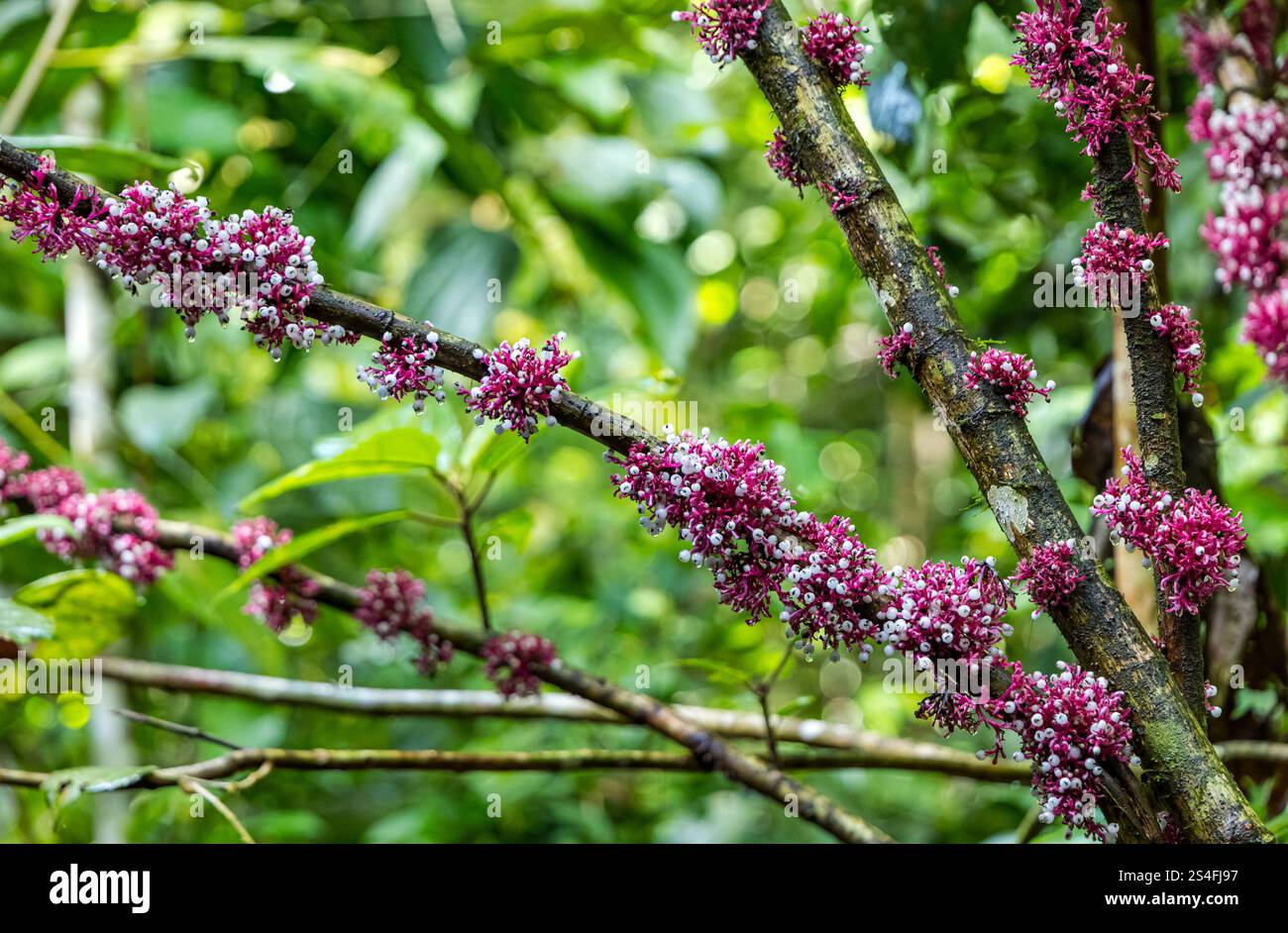 Amazon jungle flower hi-res stock photography and images - Alamy