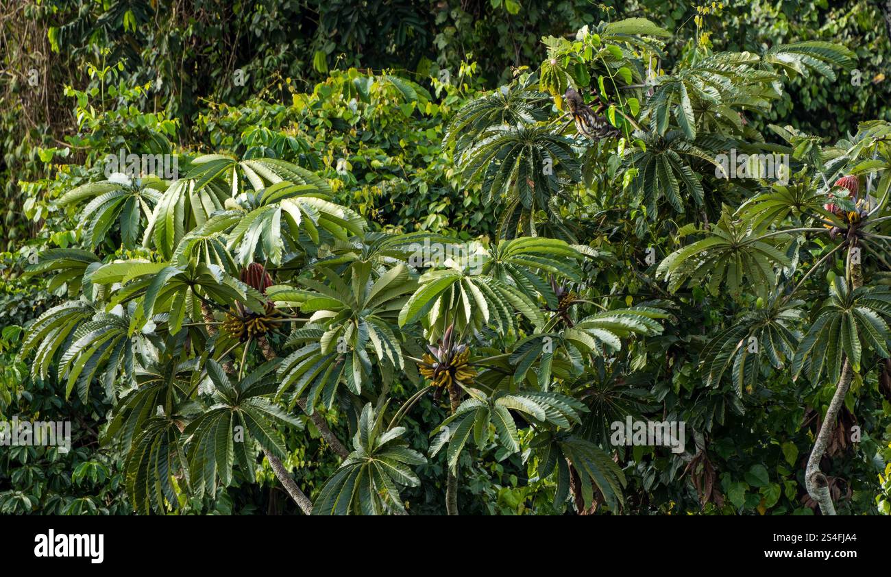 Three-toed sloth (Bradypus) feeding high up in a tree in jungle canopy ...