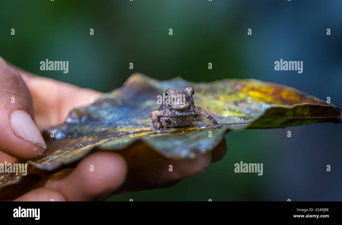 Close up of a crested forest toad (Rhinella margaritifera) on a leaf ...