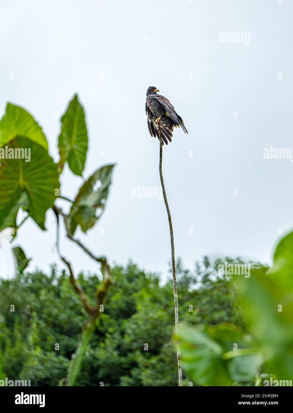 Great black hawk (Buteogallus urubitinga perched on top of thin branch ...