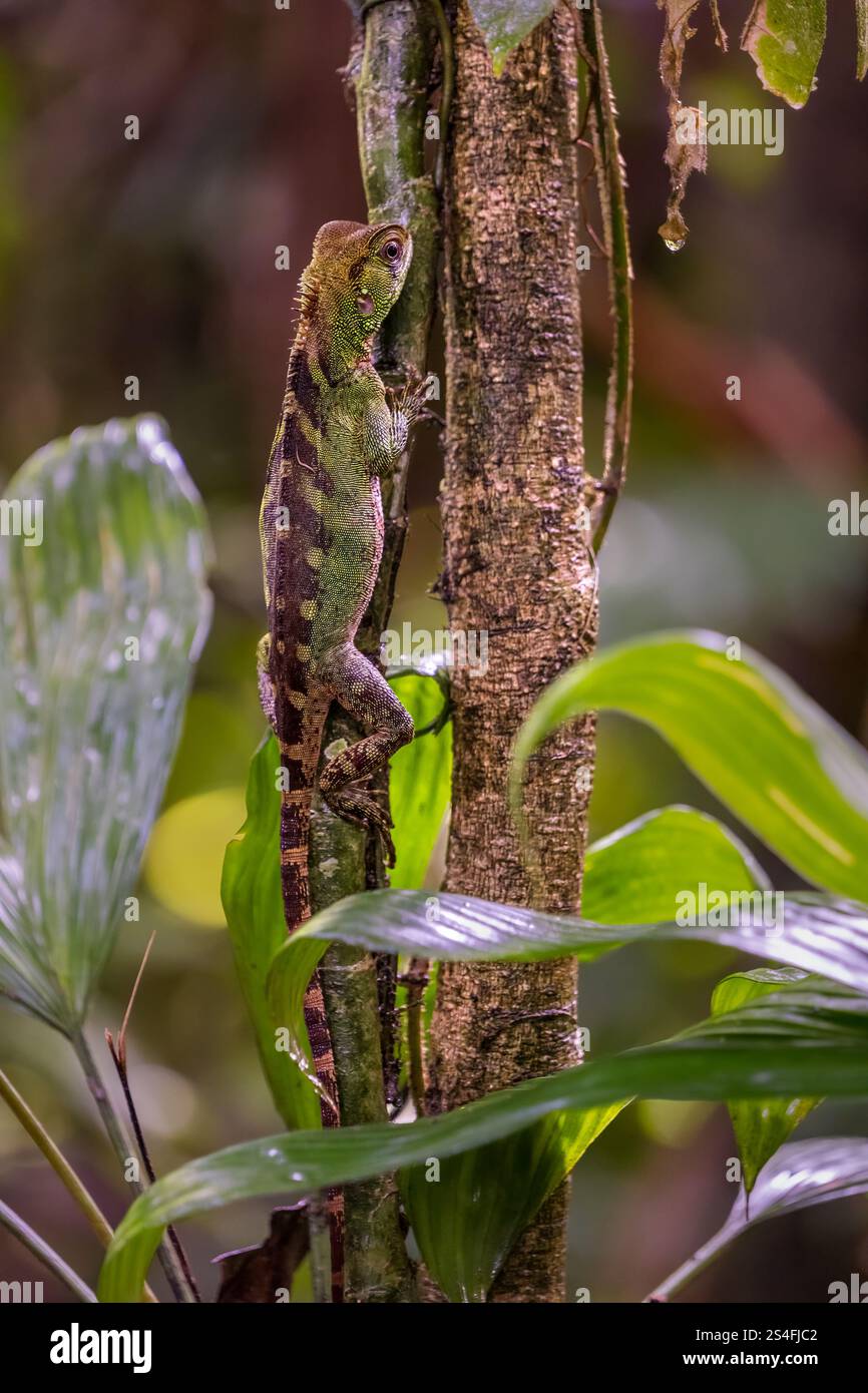 Amazon dwarf iguana (Enyalioides laticeps) on tree trunk, Amazon ...