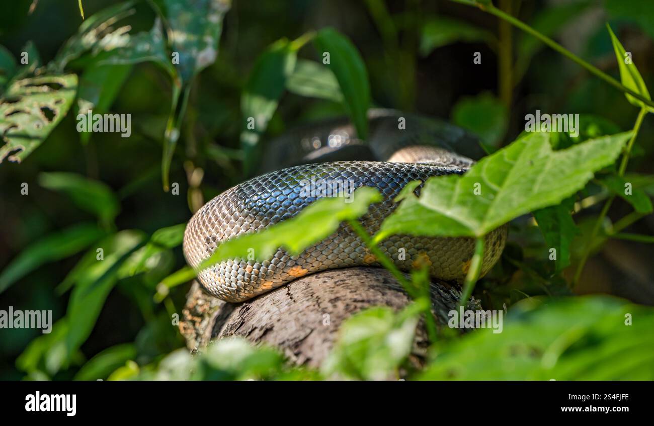 Anaconda snake curled up sleeping in vegetation, Amazon rainforest ...