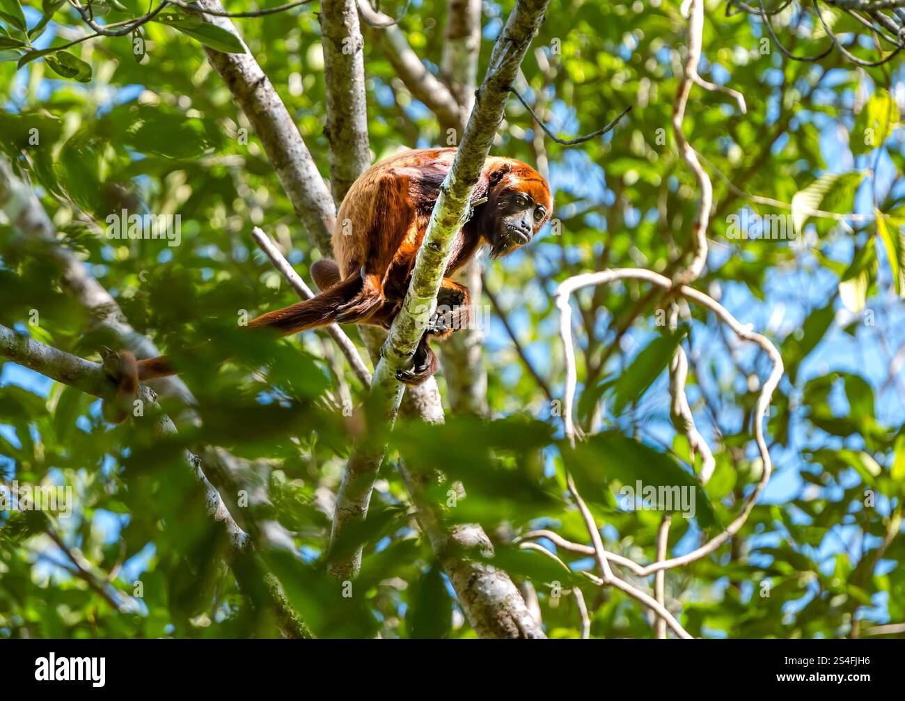 Red howler monkey (Alouatta seniculus) sitting in tree looking down ...