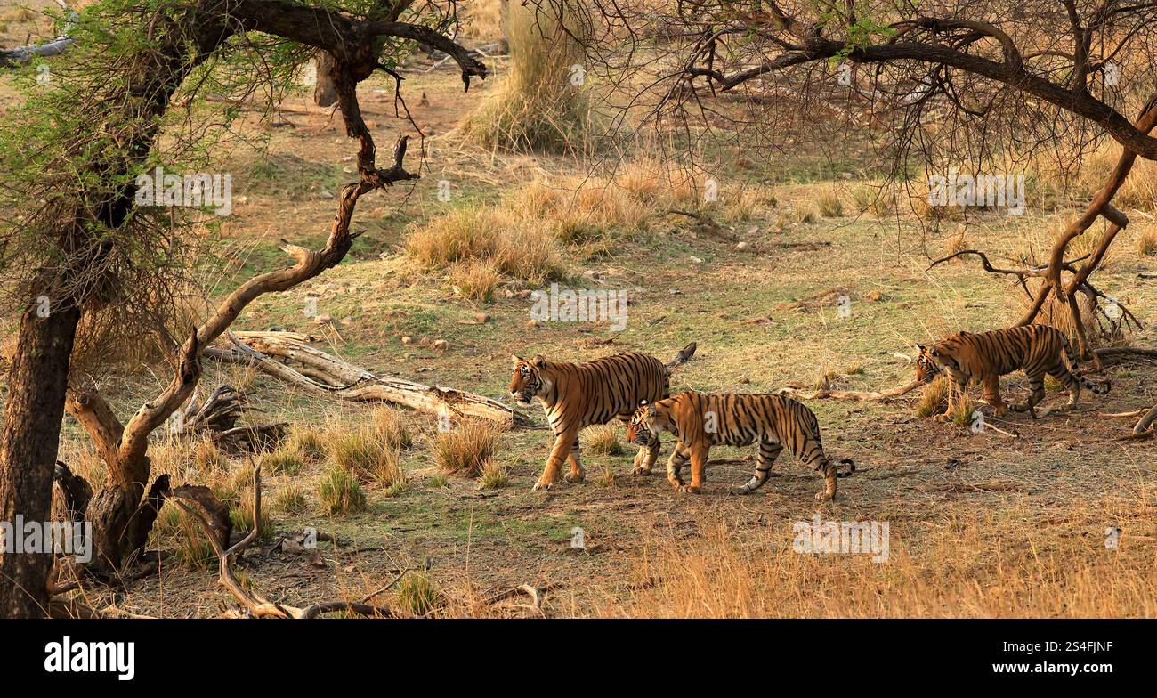 The magnificent Royal Bengal Tigers of India Stock Photo - Alamy