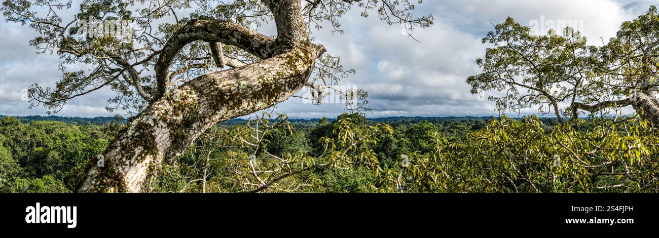 Panorama of jungle tree canopy Amazon rainforest seen from above ...