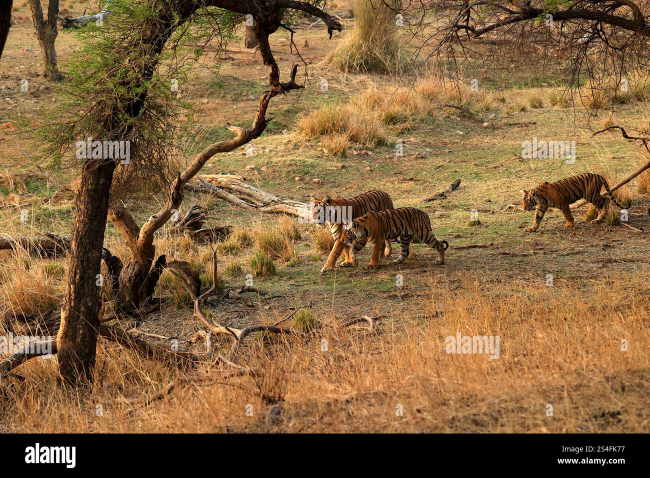 The magnificent Royal Bengal Tigers of India Stock Photo - Alamy