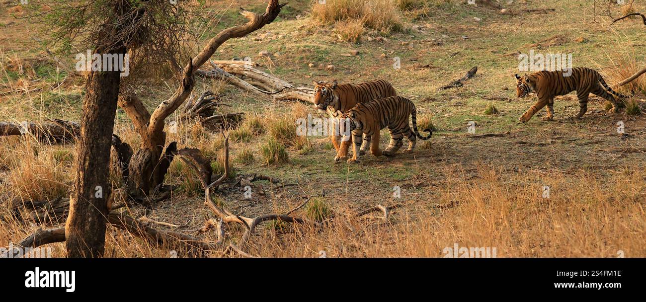 The magnificent Royal Bengal Tigers of India Stock Photo - Alamy