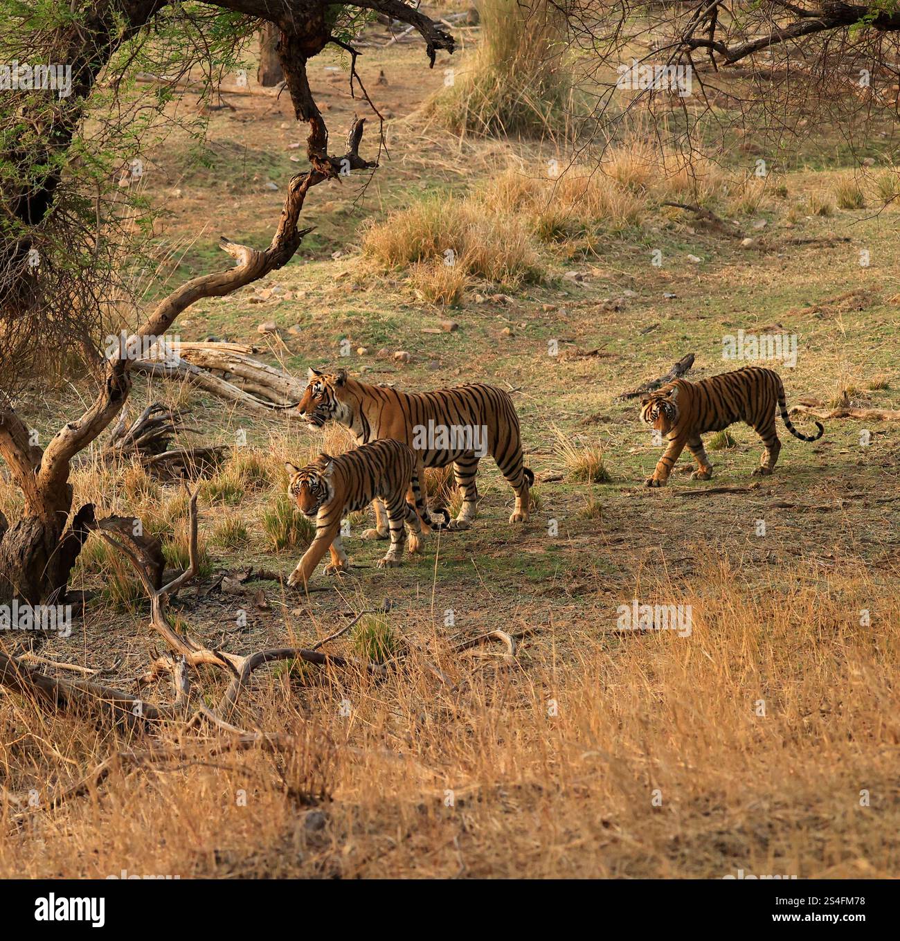 The magnificent Royal Bengal Tigers of India Stock Photo - Alamy
