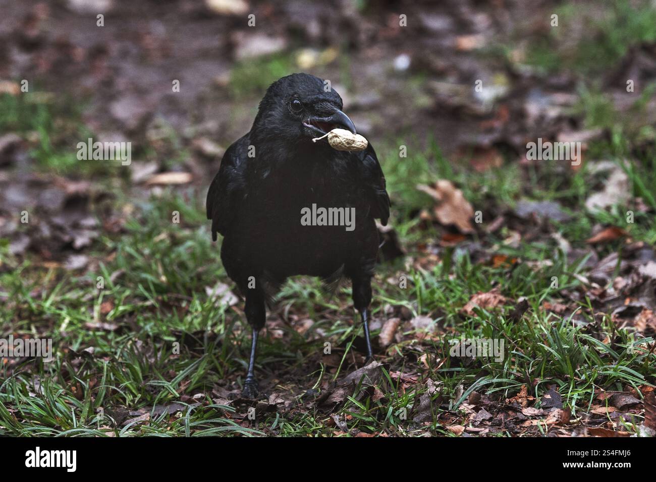 A crow walking towards the camera with a monkey nut in its beak, UK ...