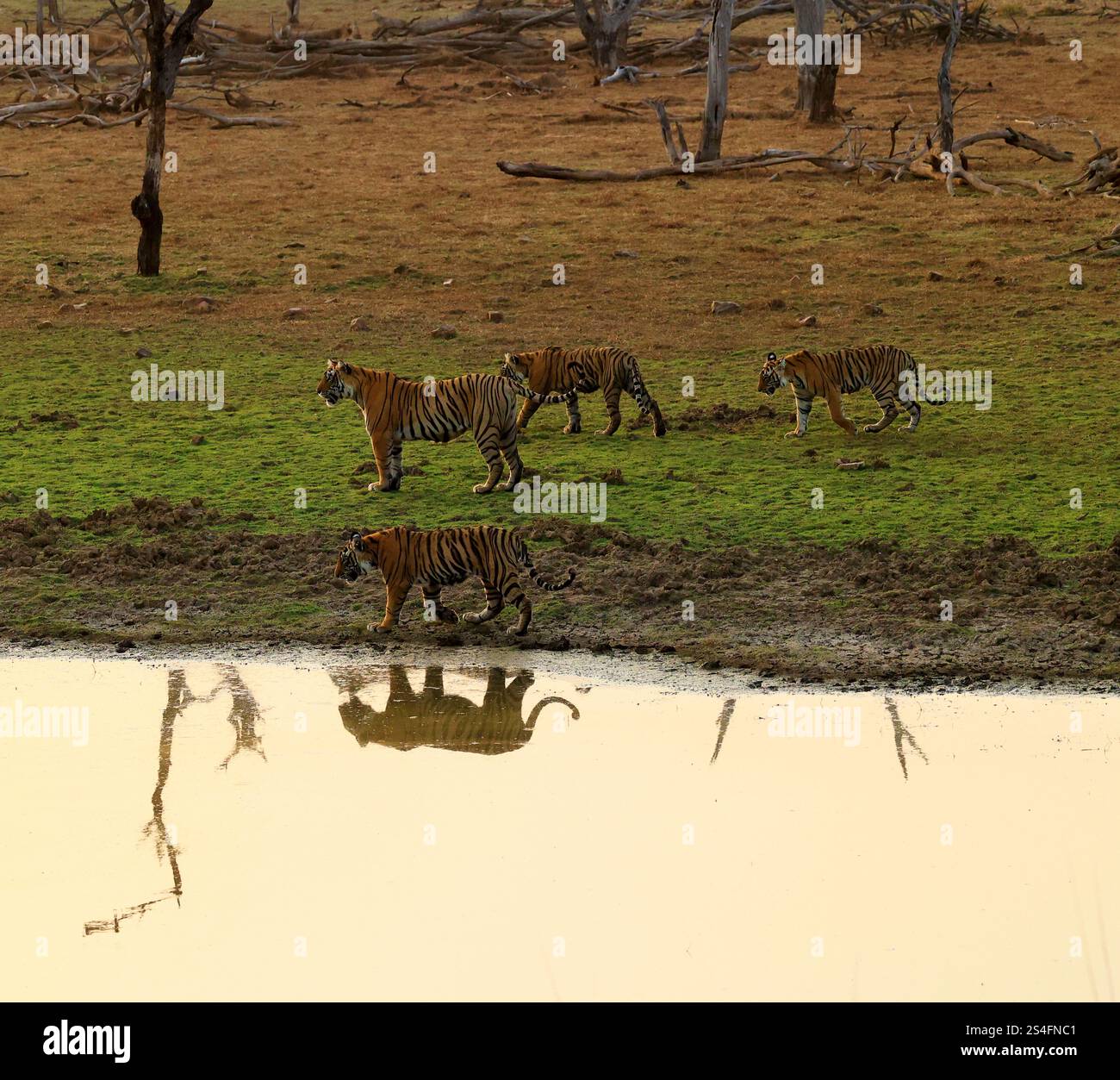 The magnificent Royal Bengal Tigers of India Stock Photo - Alamy