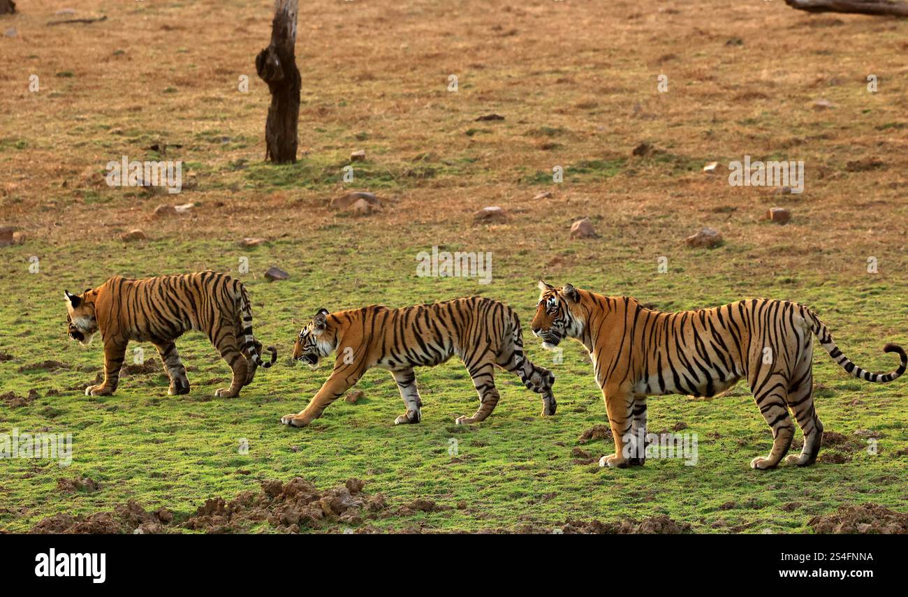 The magnificent Royal Bengal Tigers of India Stock Photo - Alamy