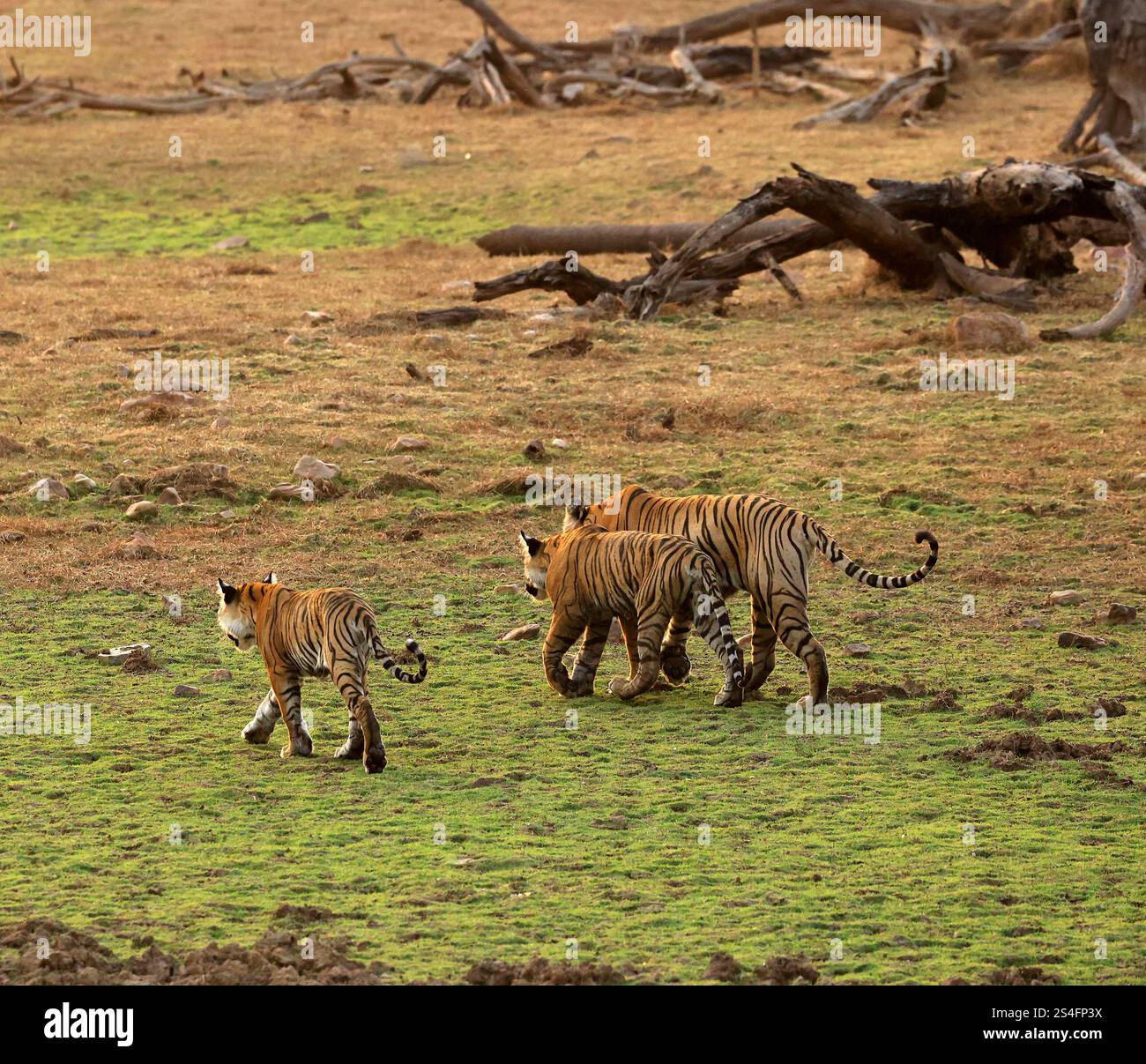 The magnificent Royal Bengal Tigers of India Stock Photo - Alamy