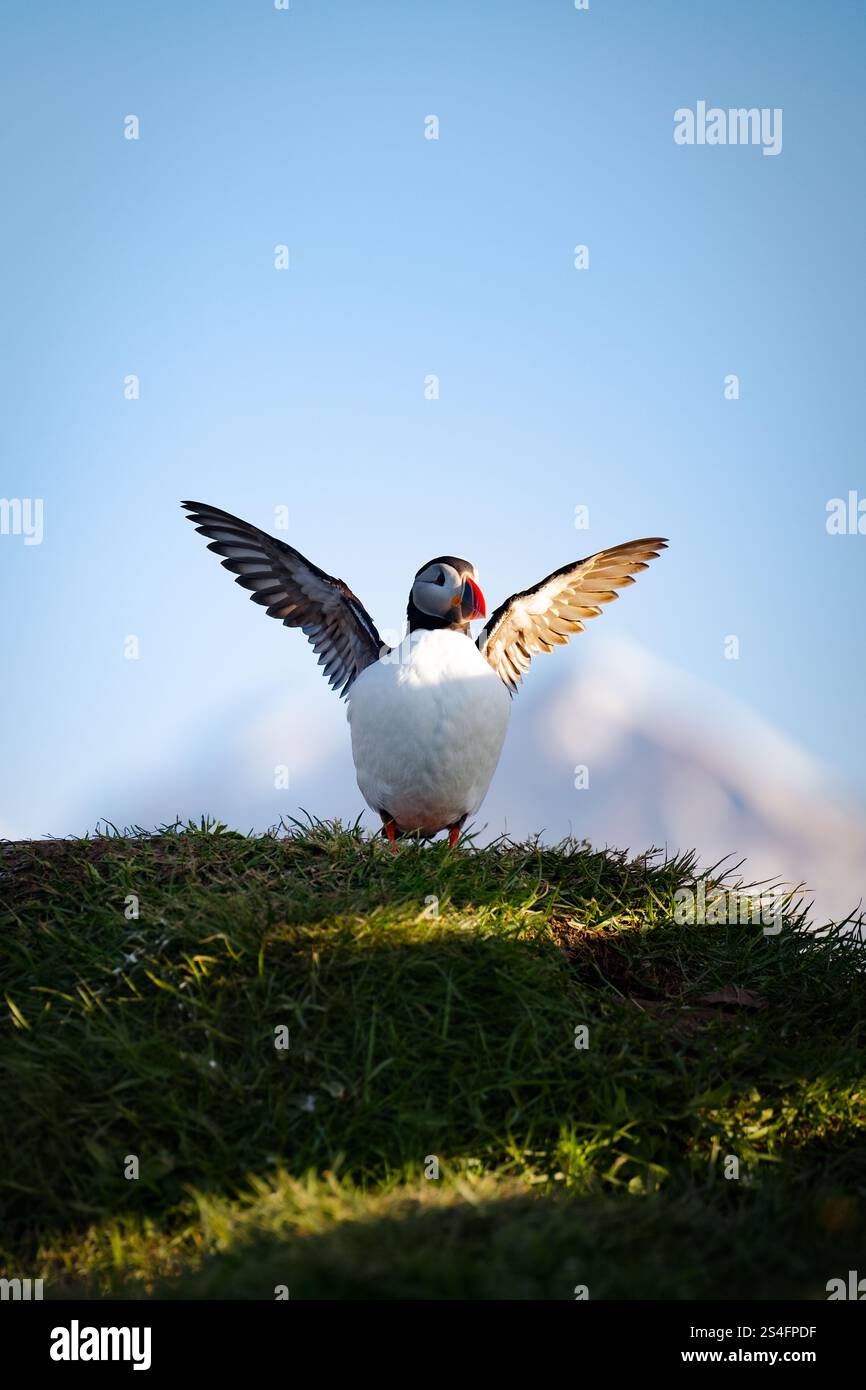 Stunning view of a cute puffin with spread wings. The Atlantic Puffin ...