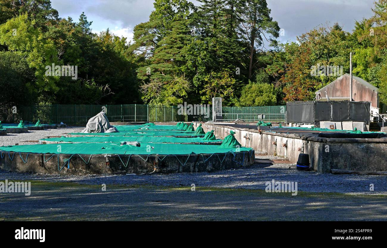 Cong salmon hatchery, Mayo county, Connacht province, Republic of ...