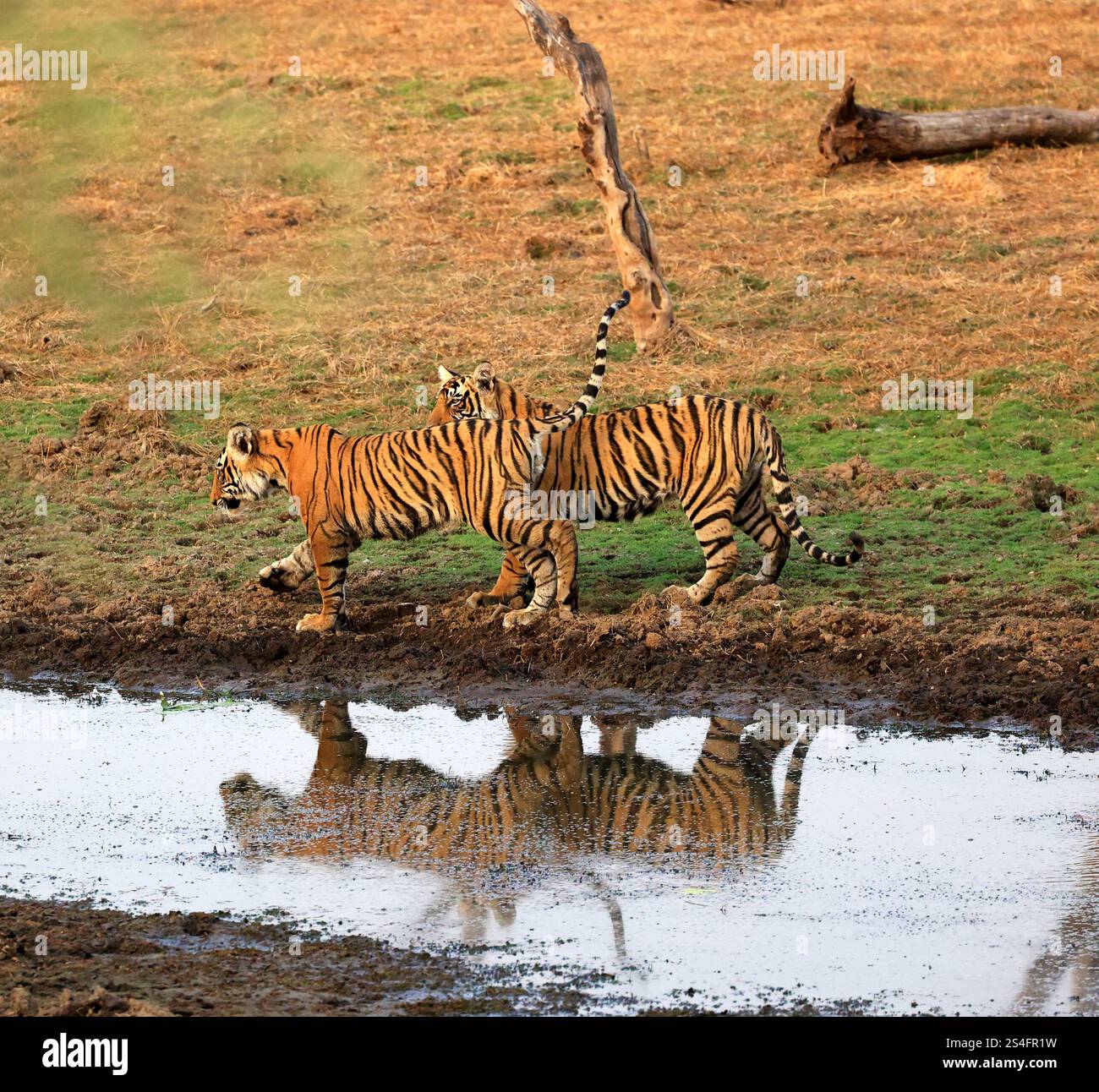 The magnificent Royal Bengal Tigers of India Stock Photo - Alamy