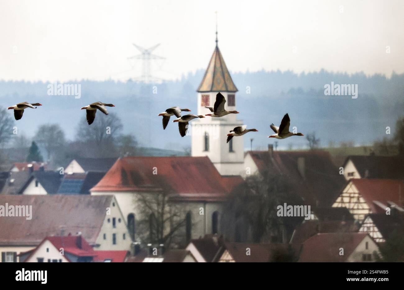 Riedlingen, Germany. 12th Jan, 2025. Greylag geese fly through a nature ...