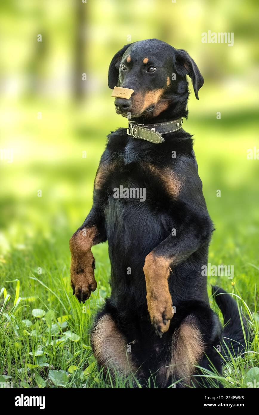 French Shepherd holding cheese on its muzzle while sitting on its hind ...