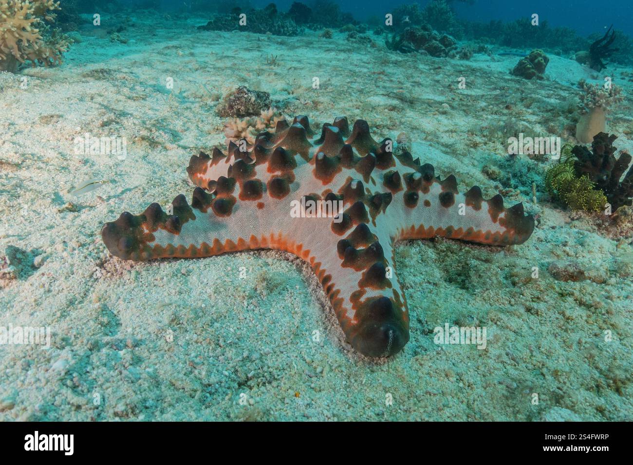 Starfish On the Seabed in the Sea of the Philippines Stock Photo - Alamy