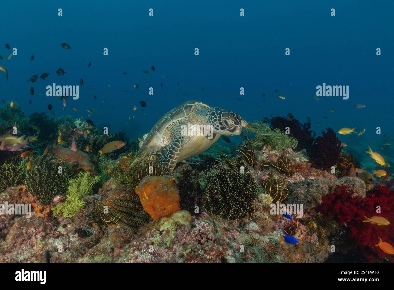 Hawksbill sea turtle in the Sea of the Philippines Stock Photo - Alamy