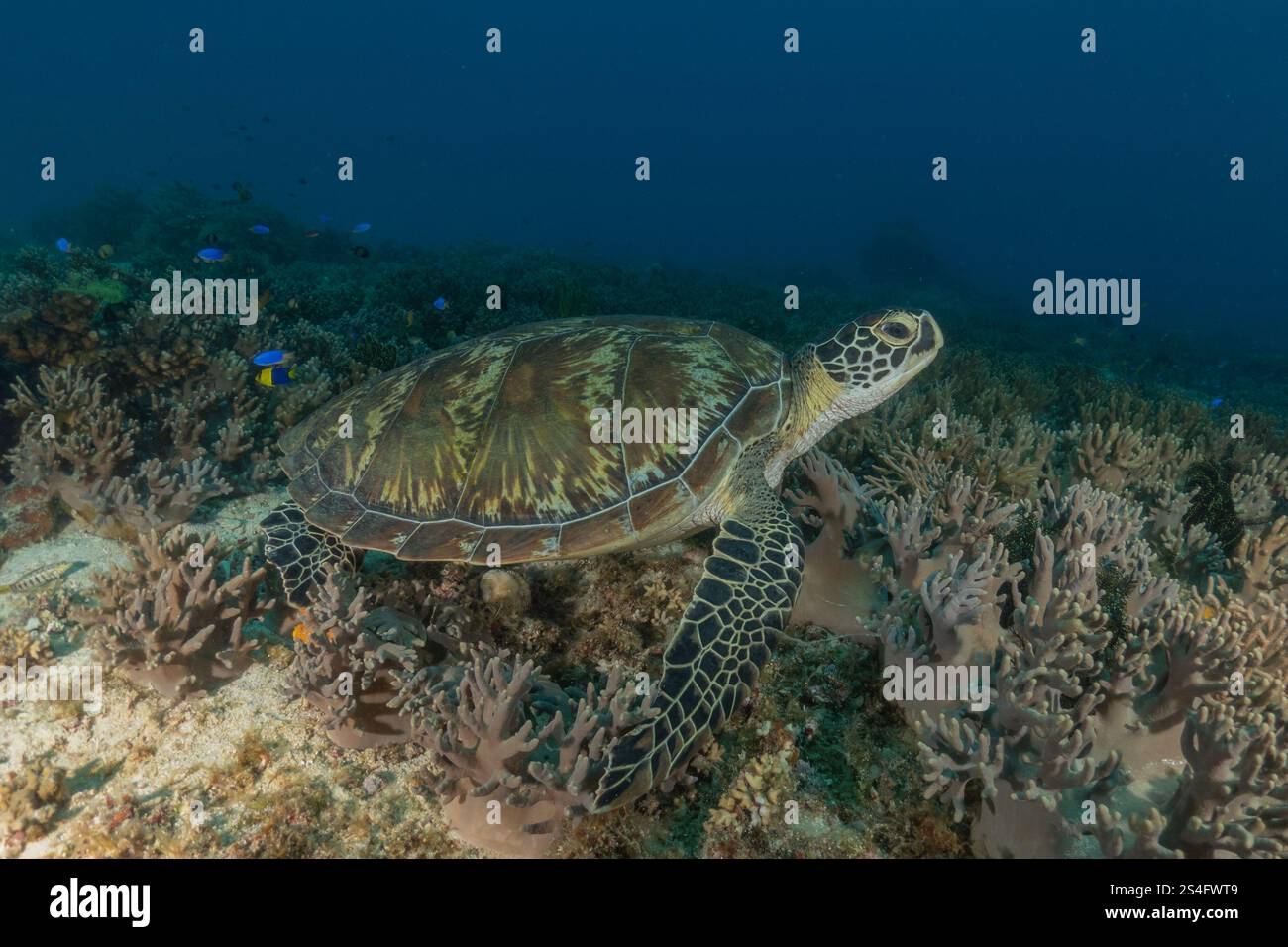 Hawksbill sea turtle in the Sea of the Philippines Stock Photo - Alamy