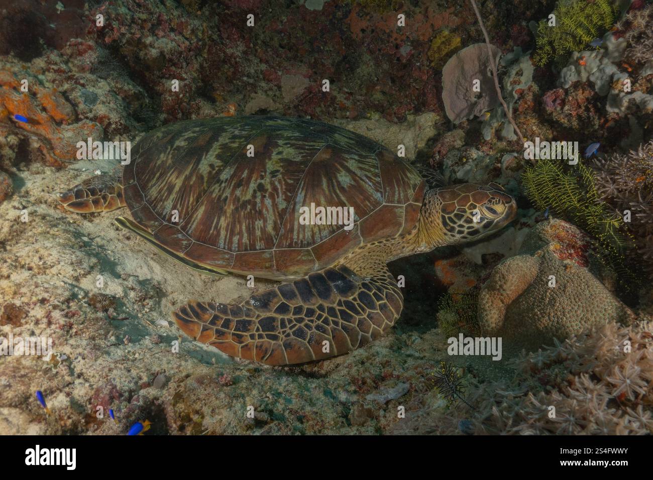 Hawksbill sea turtle in the Sea of the Philippines Stock Photo - Alamy