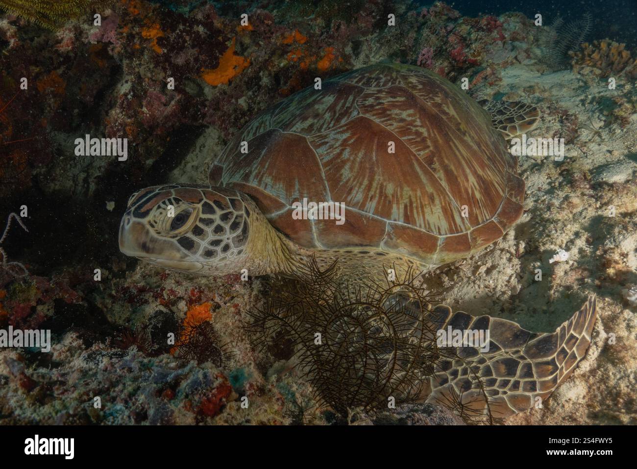 Hawksbill sea turtle in the Sea of the Philippines Stock Photo - Alamy