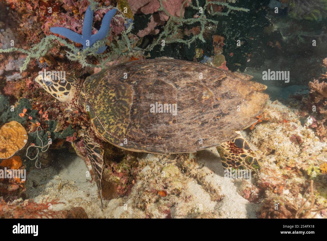 Hawksbill sea turtle in the Sea of the Philippines Stock Photo - Alamy