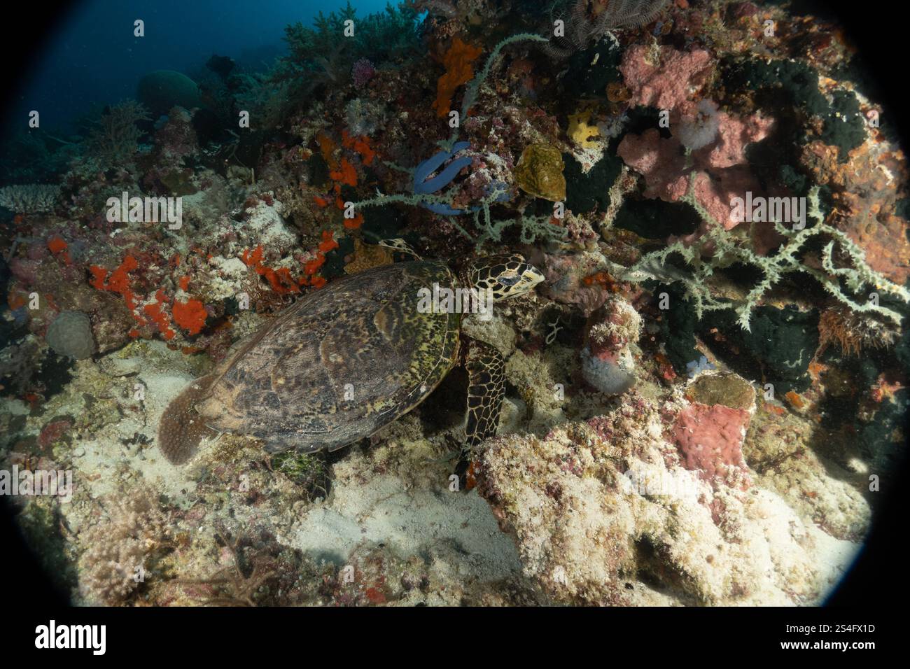 Hawksbill sea turtle in the Sea of the Philippines Stock Photo - Alamy