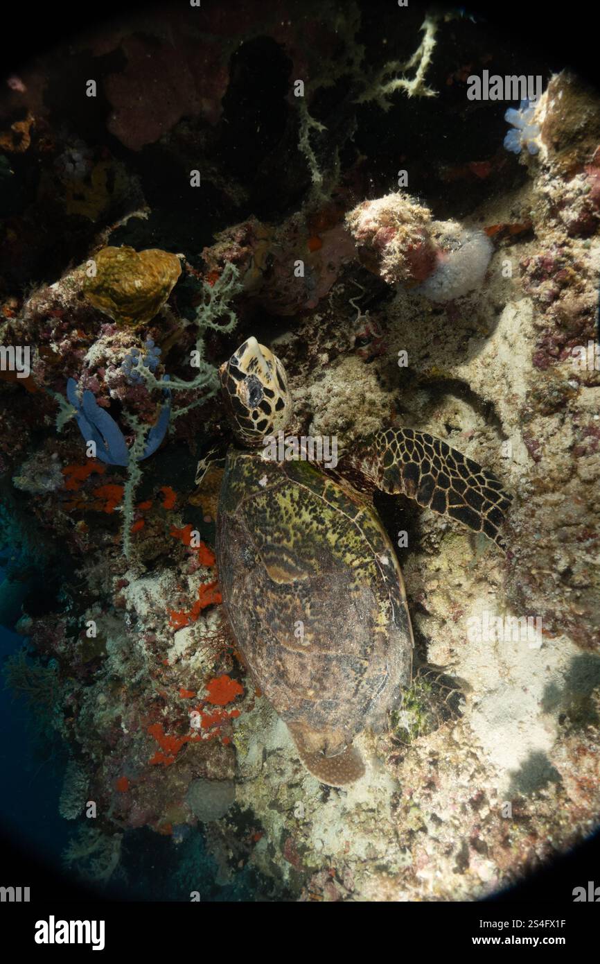 Hawksbill sea turtle in the Sea of the Philippines Stock Photo - Alamy