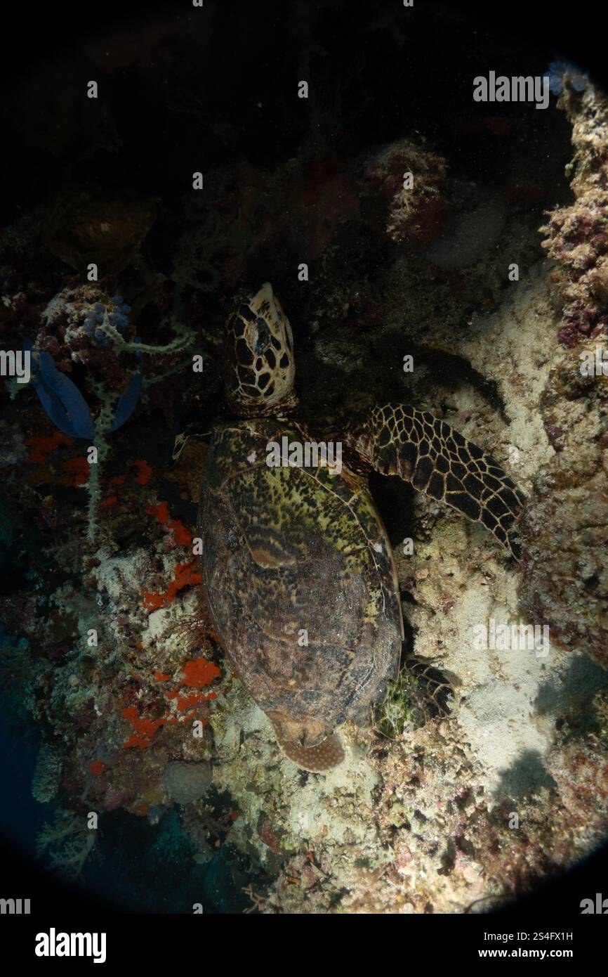 Hawksbill sea turtle in the Sea of the Philippines Stock Photo - Alamy