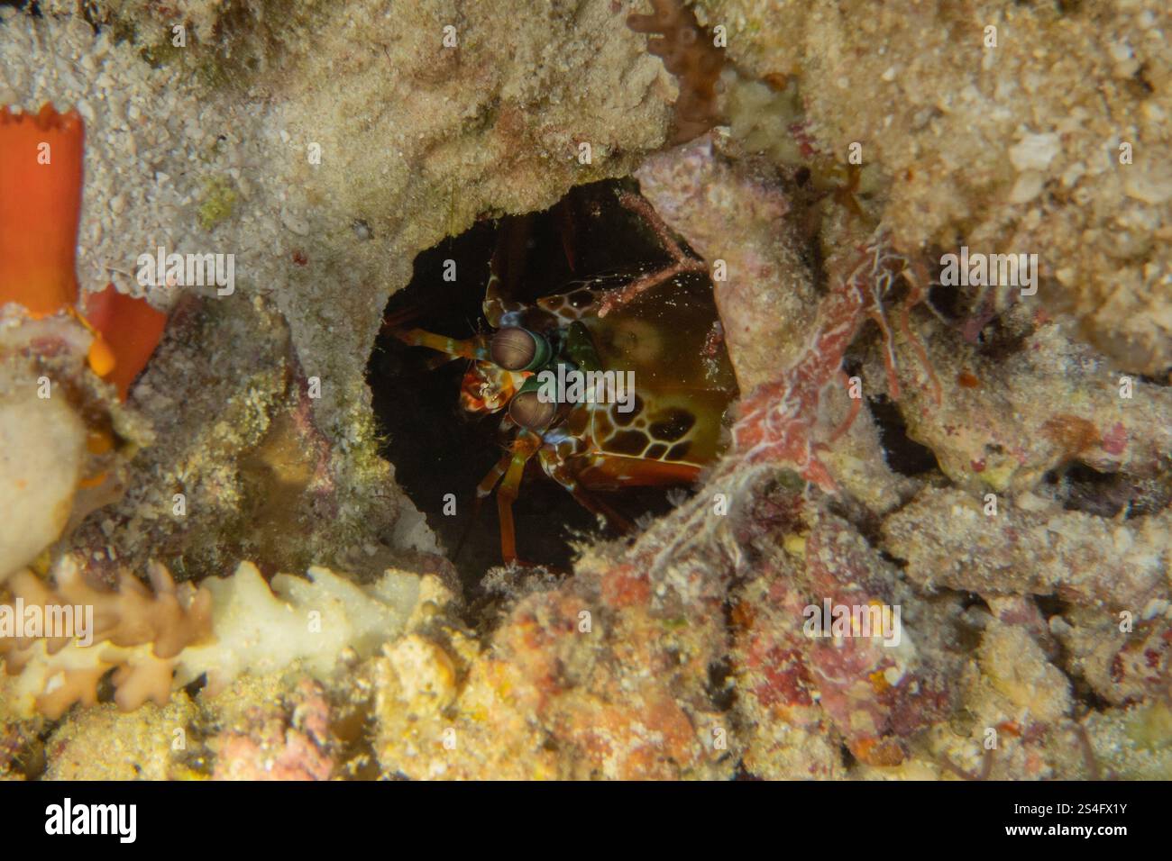 Painted Lobster(Panulirus versicolor) at the Tubbataha Reef National ...