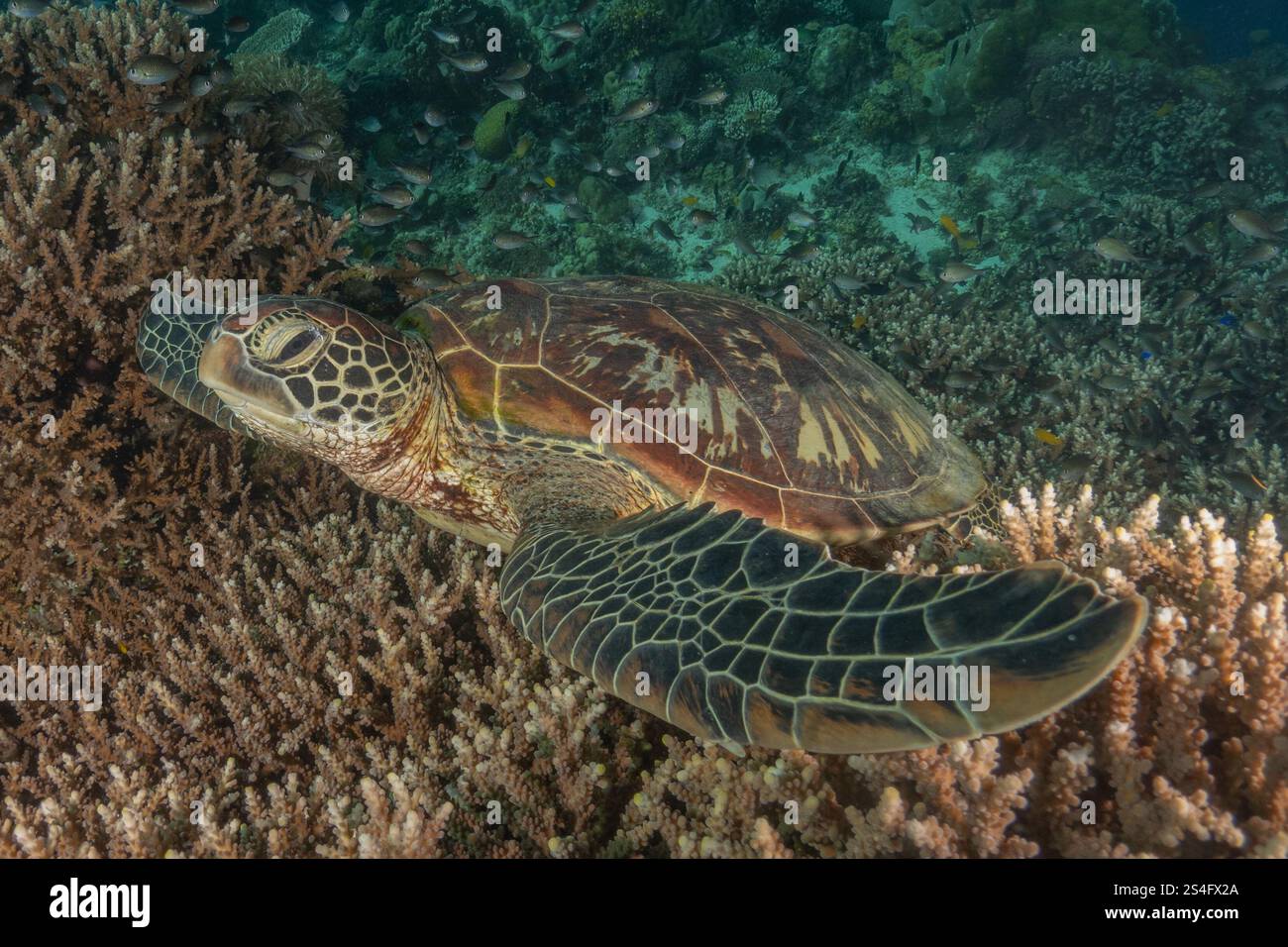 Hawksbill sea turtle in the Sea of the Philippines Stock Photo - Alamy