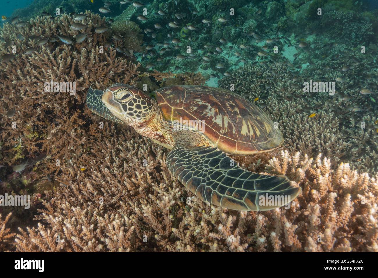 Hawksbill sea turtle in the Sea of the Philippines Stock Photo - Alamy