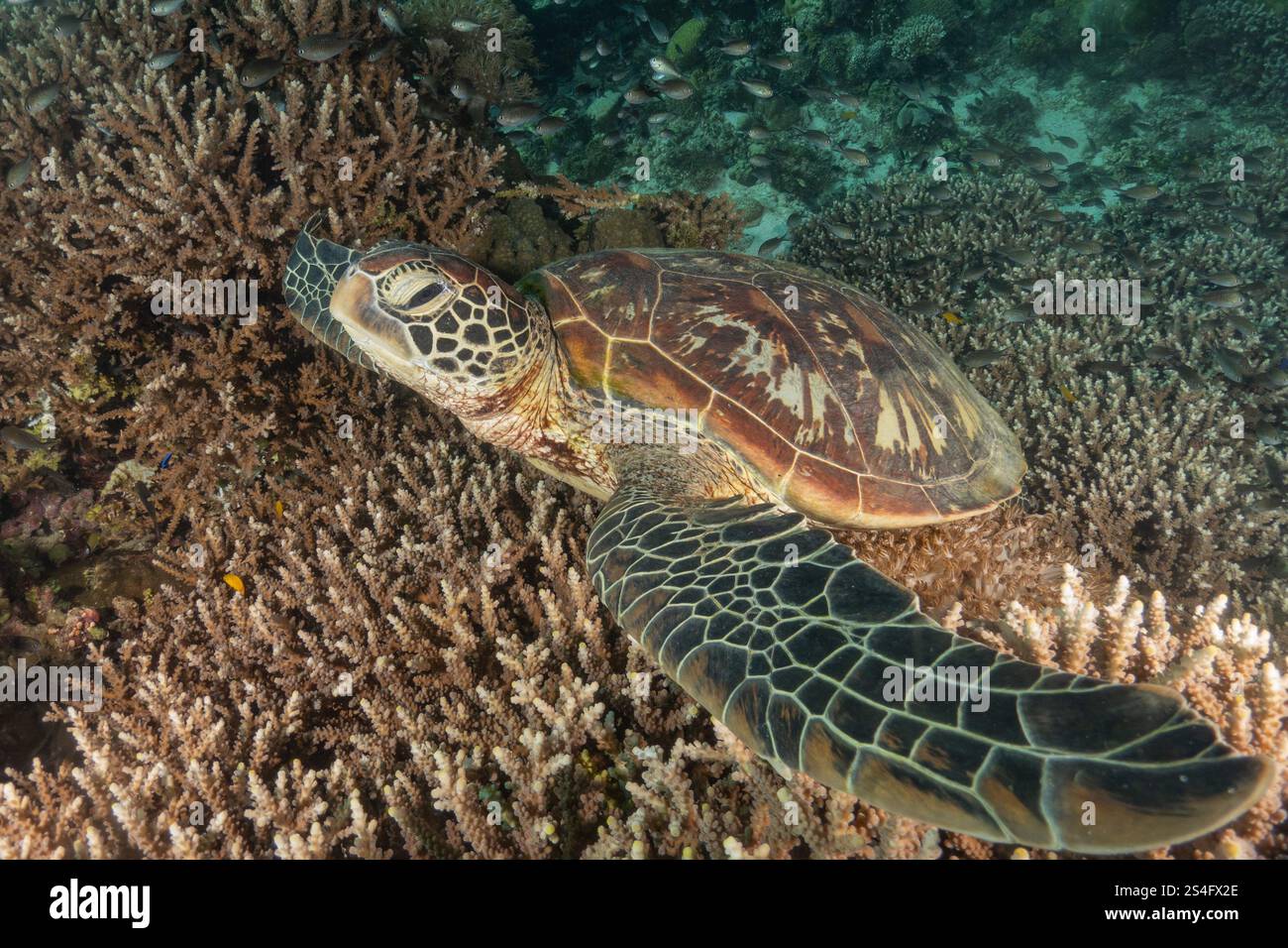 Hawksbill sea turtle in the Sea of the Philippines Stock Photo - Alamy