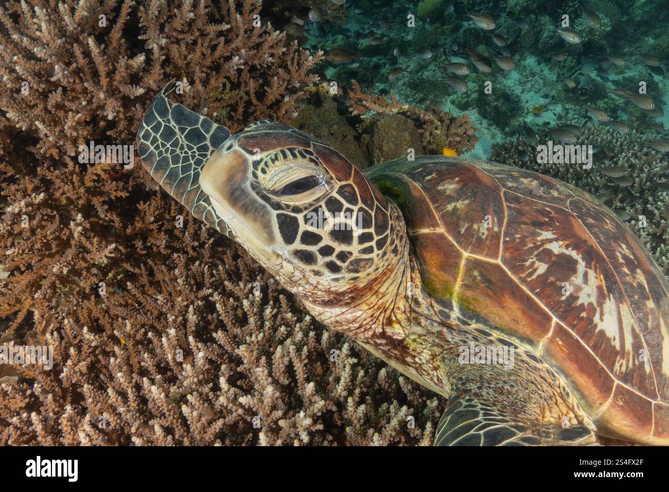 Hawksbill sea turtle in the Sea of the Philippines Stock Photo - Alamy