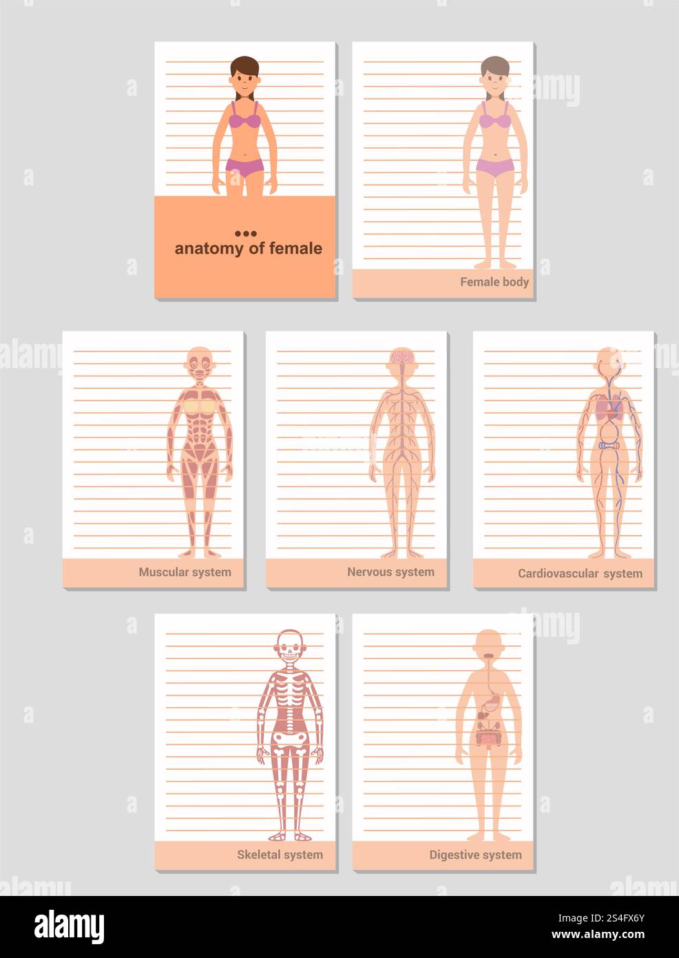 Notepad for A6 format records. Anatomy of the female body. Vector ...