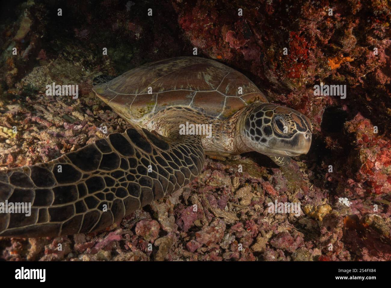 Hawksbill sea turtle in the Sea of the Philippines Stock Photo - Alamy