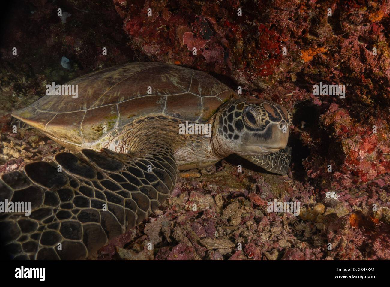 Hawksbill sea turtle in the Sea of the Philippines Stock Photo - Alamy