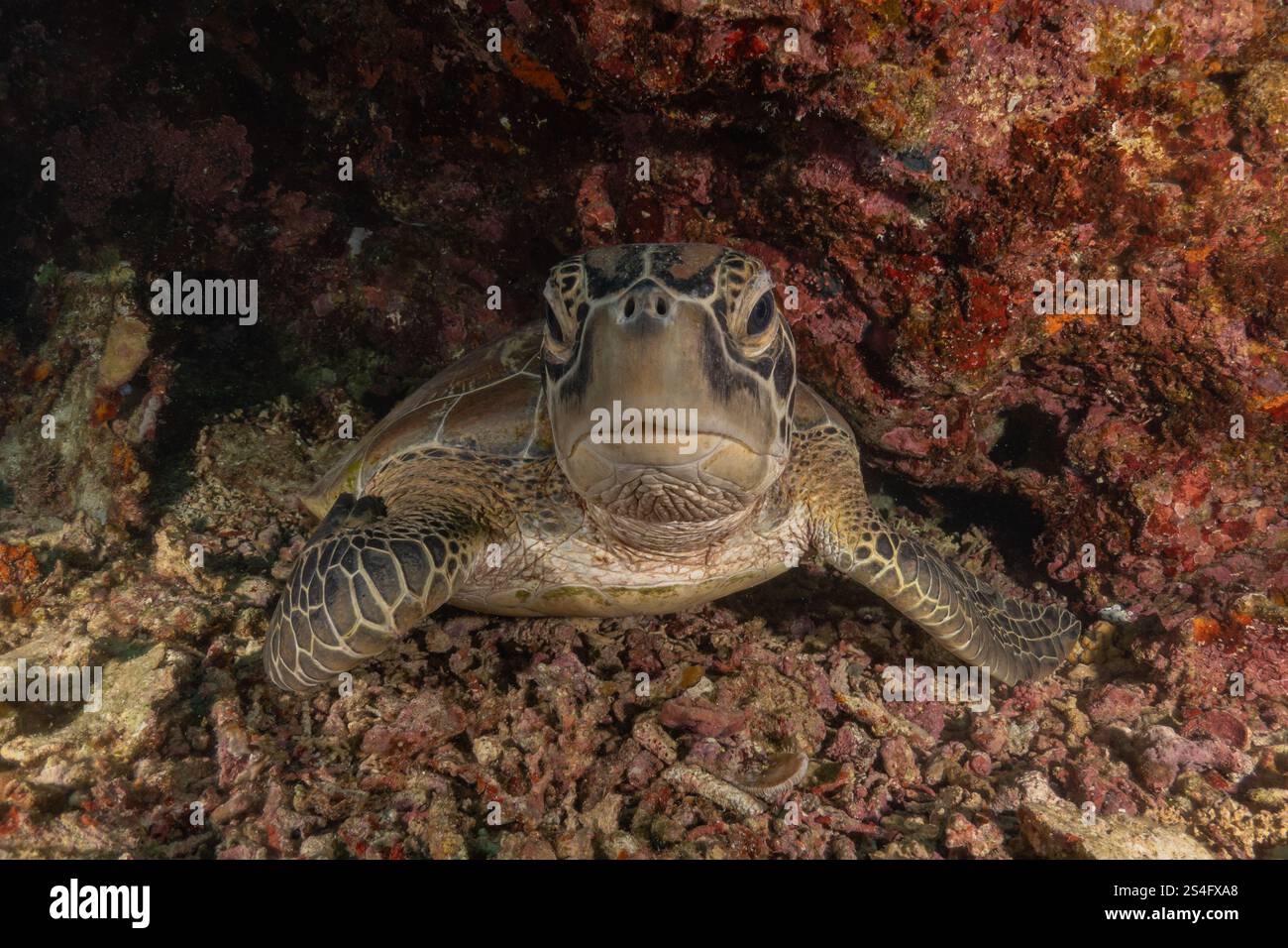Hawksbill sea turtle in the Sea of the Philippines Stock Photo - Alamy