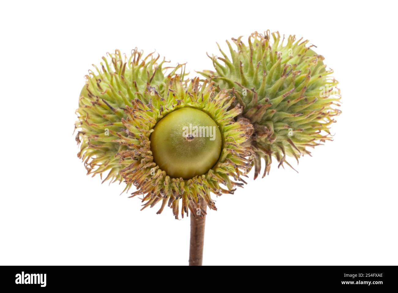 Austrian acorn isolated on white background Stock Photo - Alamy