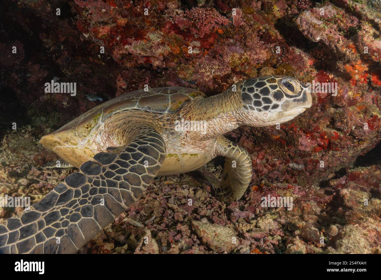 Hawksbill sea turtle in the Sea of the Philippines Stock Photo - Alamy