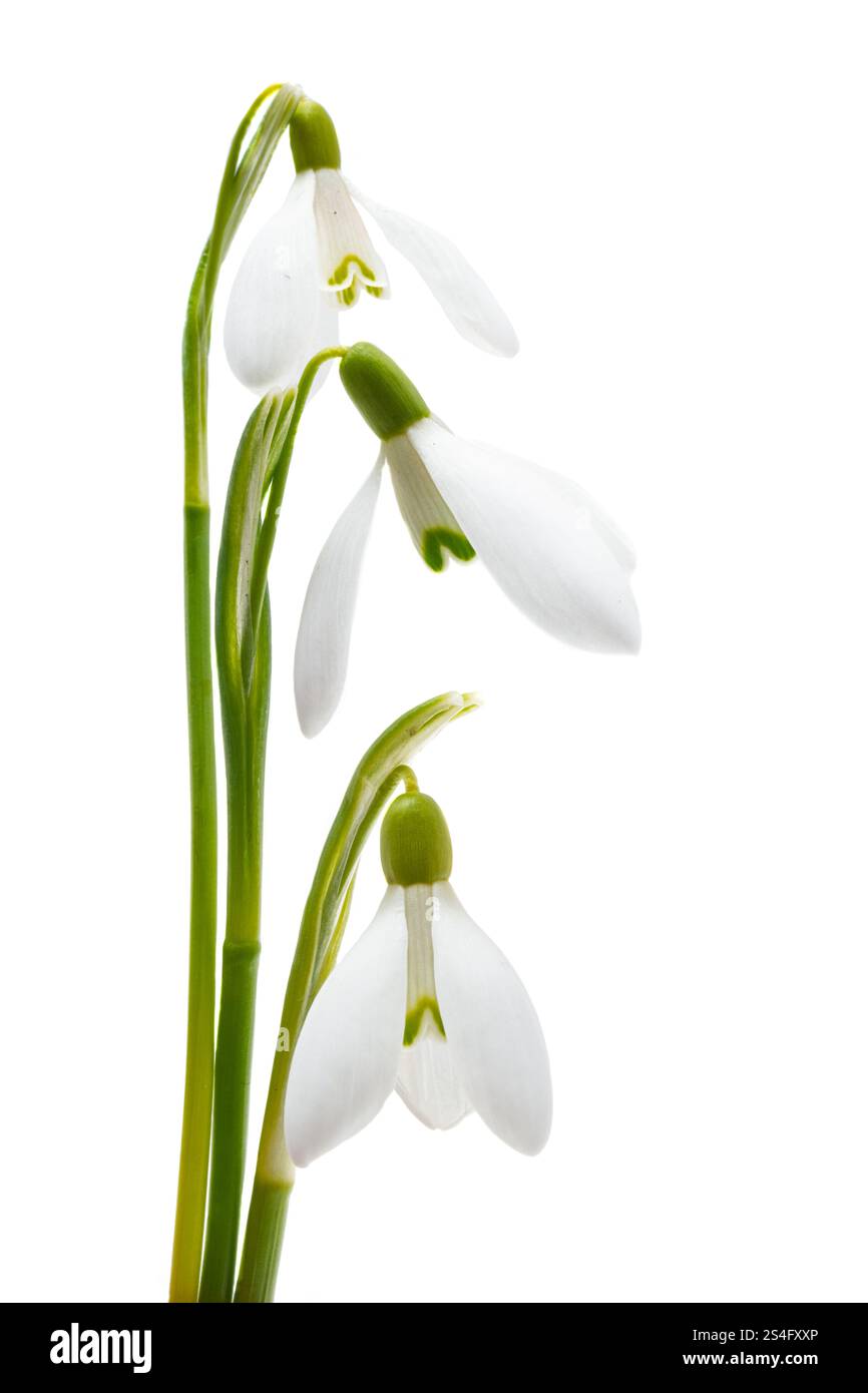 snowdrop isolated on white background Stock Photo - Alamy