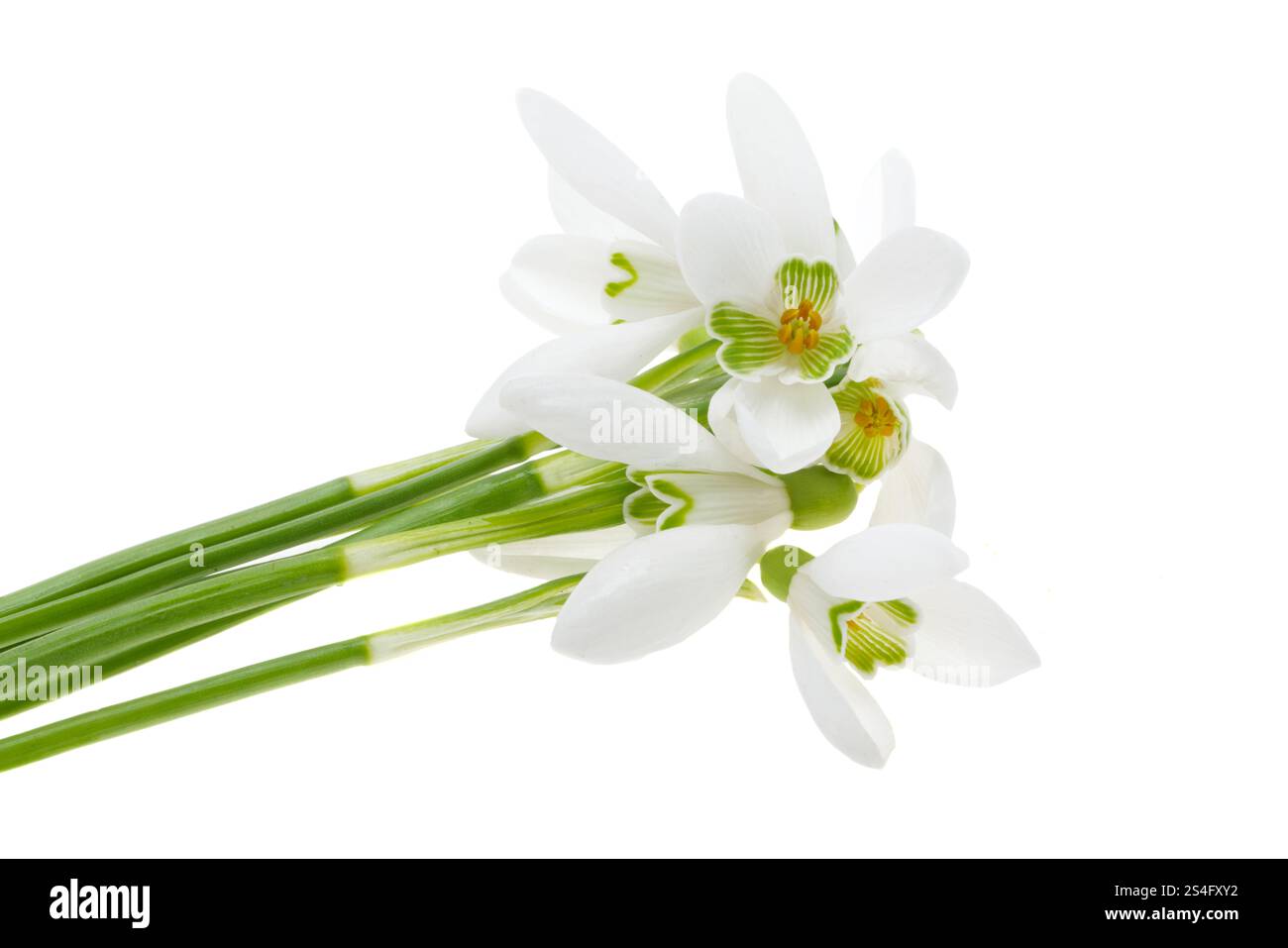snowdrop isolated on white background Stock Photo - Alamy