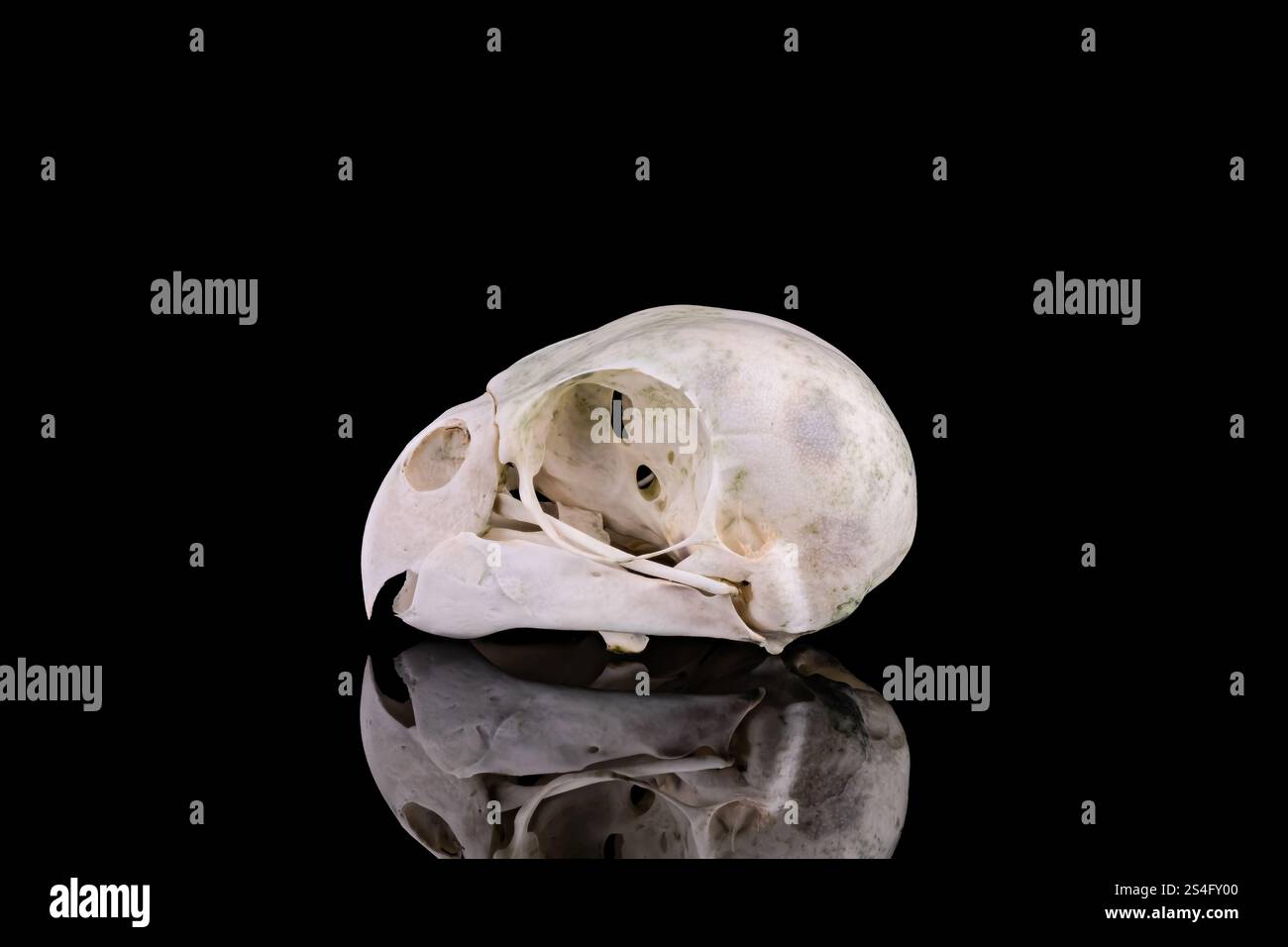 Kakariki skeleton hi-res stock photography and images - Alamy